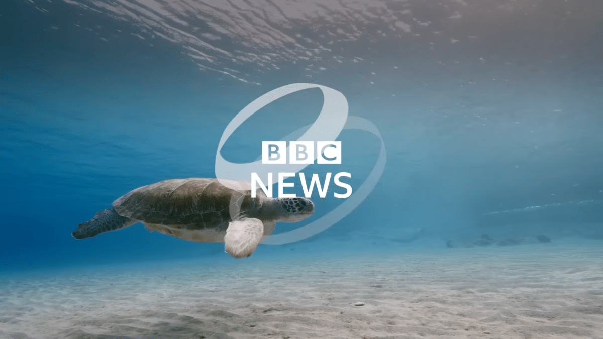 How do sea turtles navigate? – Anand Jagatia